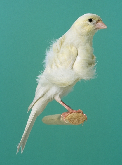 LOS CANARIOS DE POSTURA: Canarios Rizados (1)