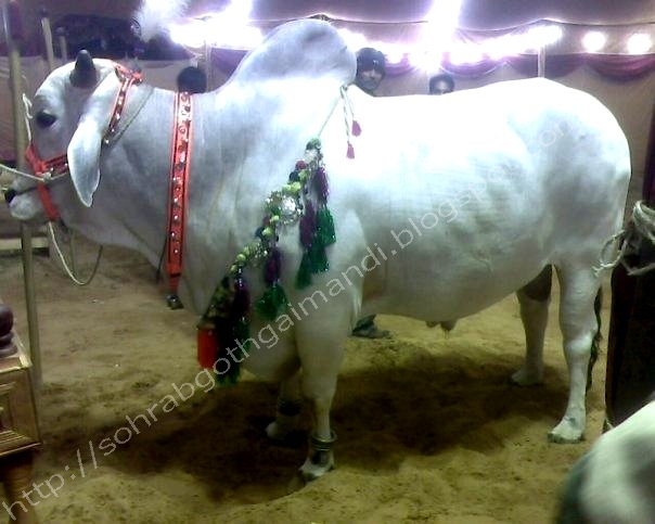 Sohrab Goth Gai Mandi Photos Gallery: Dilpasand Cattle Farm 2008