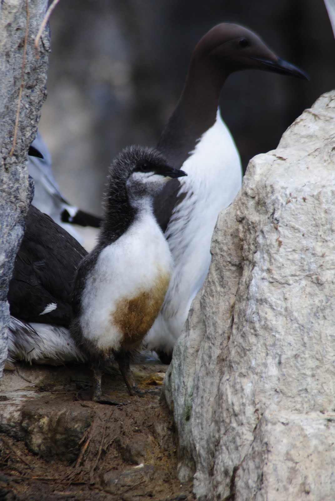 Jumplings - Serenity Farne Islands Boat Tours and Trips