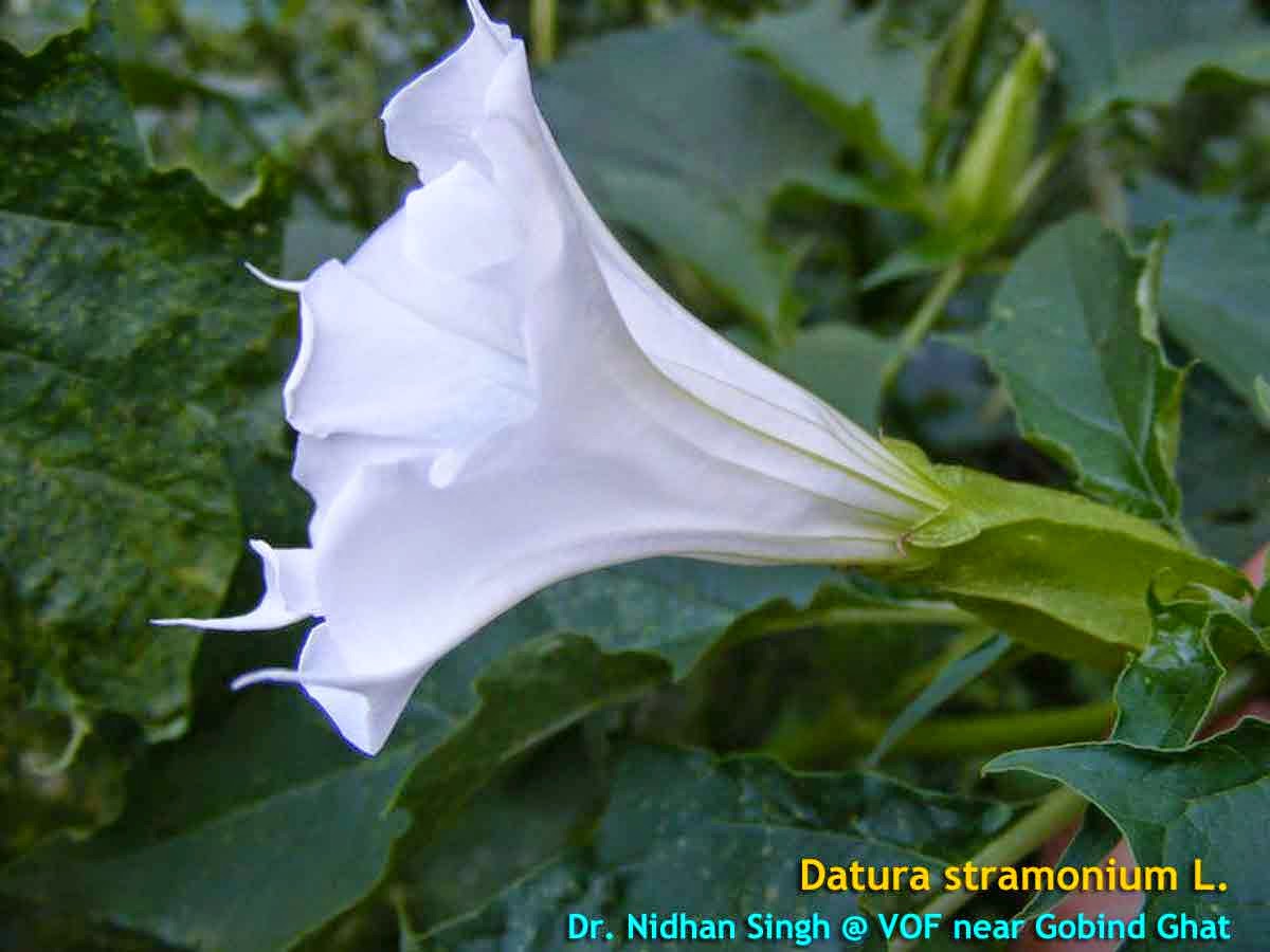 Medicinal Plants: Datura stramonium, thorn apple, Ummetta, Στραμώνιο