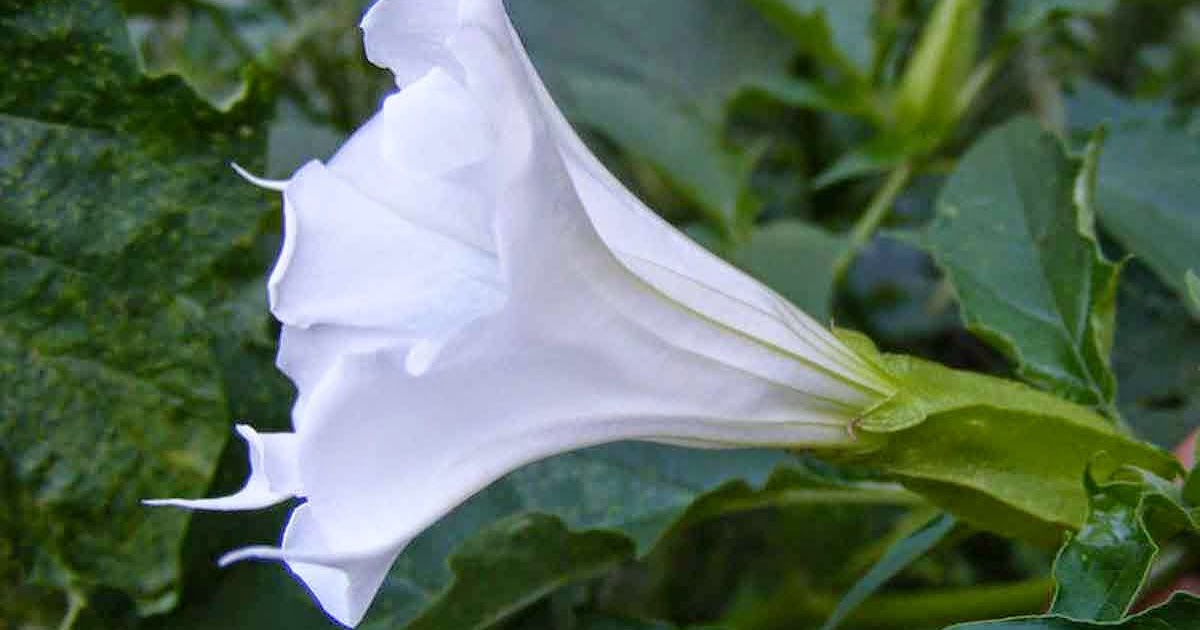 Eleutheranthera Ruderalis Porter Bush