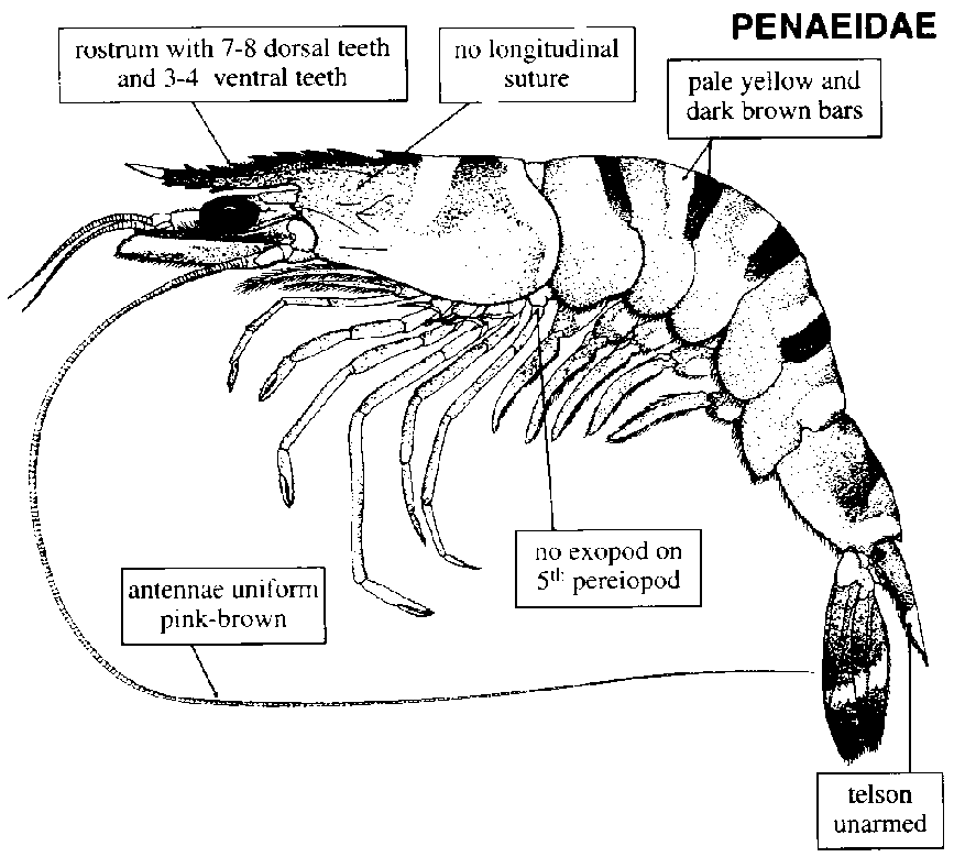 Udang Windu | Sumber Ilmu