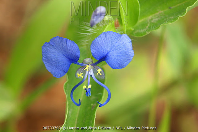 Flora de Puerto Rico Ilustrada Papo Vives: COMMELINACEAE COMMELINA ...