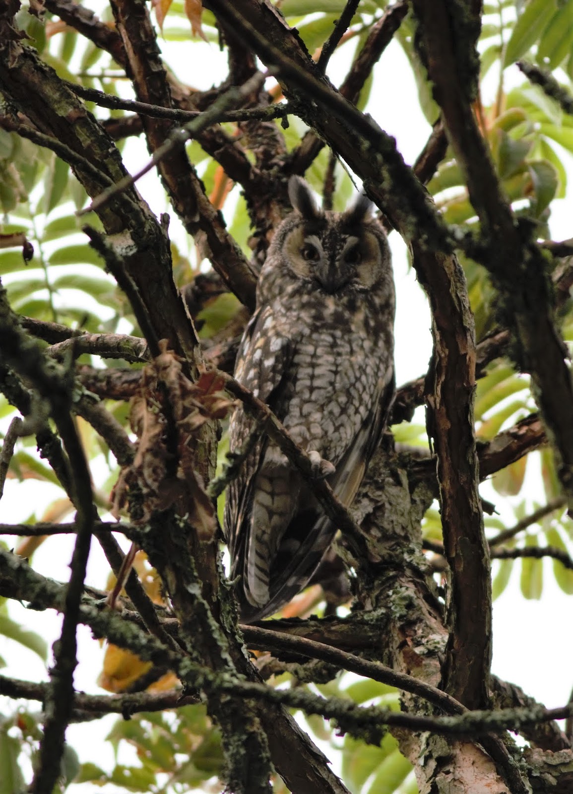 sunshinecoastbirds: ETHIOPIA PART 4 – Ethiopian Wolf & Bale Mountains