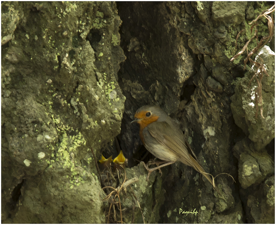 Paqui.blog de naturaleza: PETIRROJO DE GRAN CANARIA