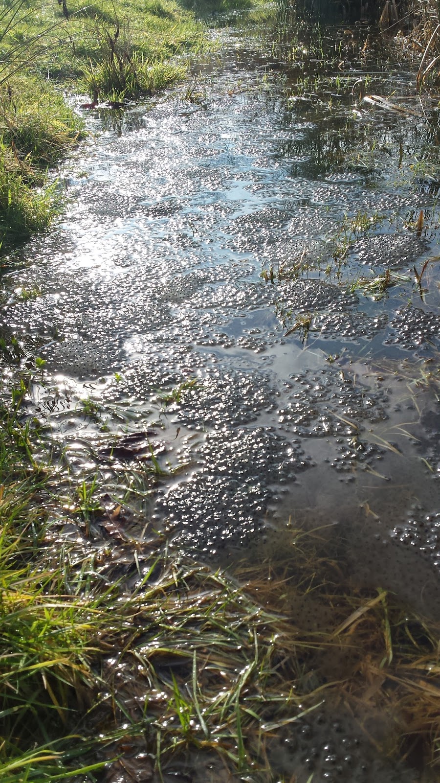 A Natural History of Paddock Wood in 2016: Frog & toad spawn seen for ...