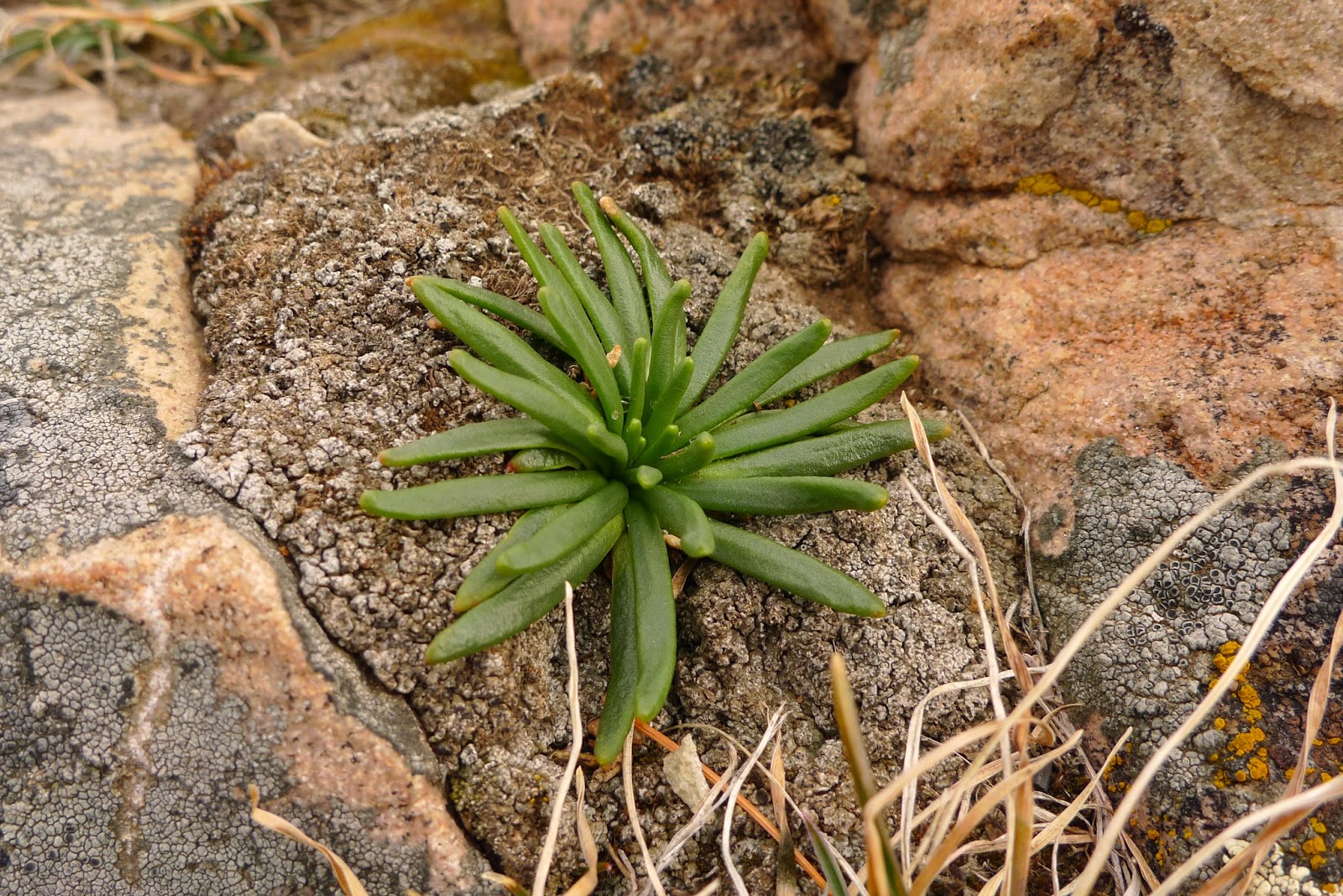 Wild Harvests: Bitterroot Mts live up to their name.