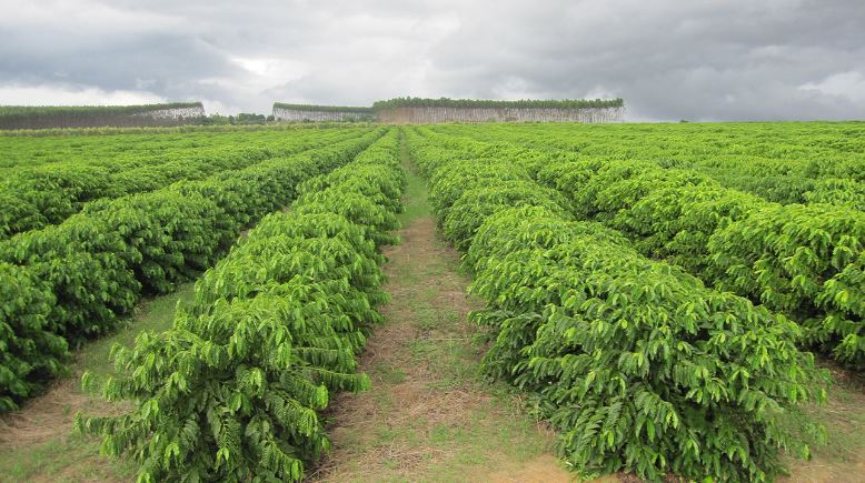 10 Largest Coffee Producing Countries in The World - TenBuzzfeed