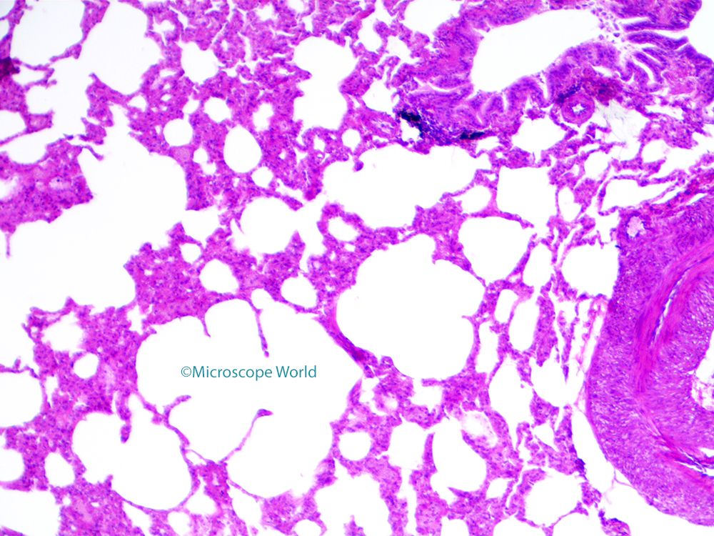 Microscope World Blog: December 2016