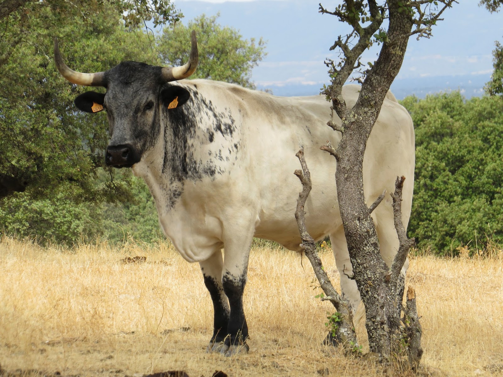 SEMENTALES BERRENDOS: BUEYES