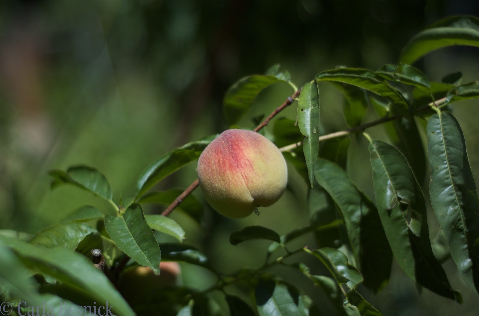Permaculture in Northern California