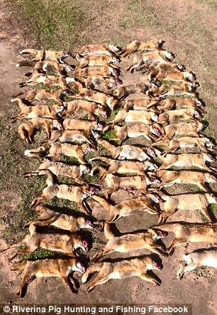 Terrierman's Daily Dose: Invasive Red Fox Extermination in Australia