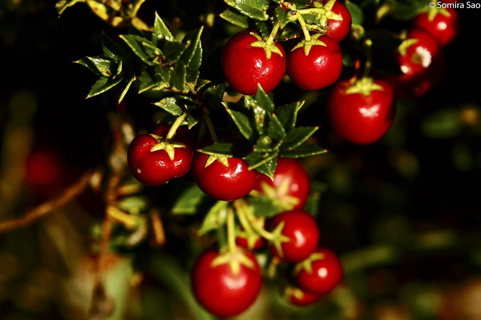 Anasazi Racing: prickly heath / gaultheria mucronata / chaura