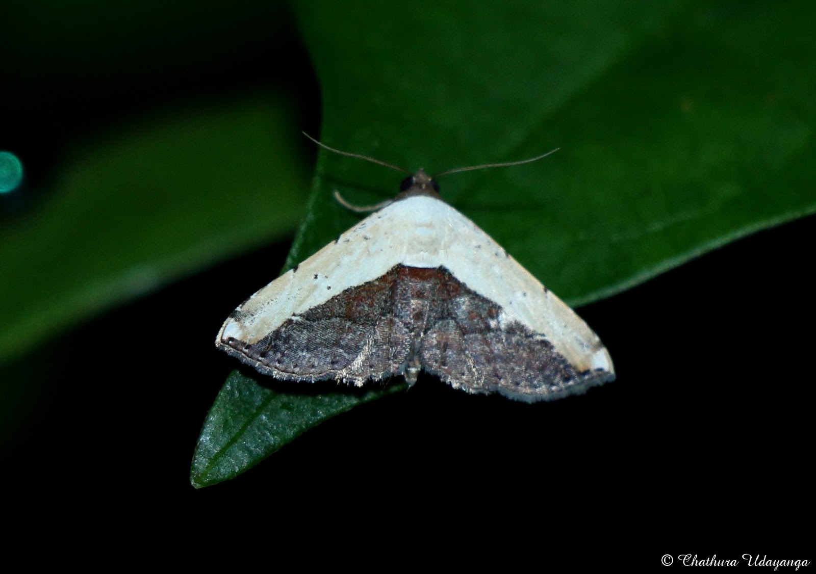 Nature Of Srilanka: Moths
