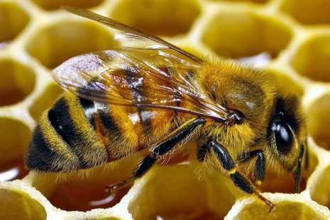 Natureza e Vida: PARA QUE SERVE OS INSETOS NO MEIO EM QUE VIVEMOS ...