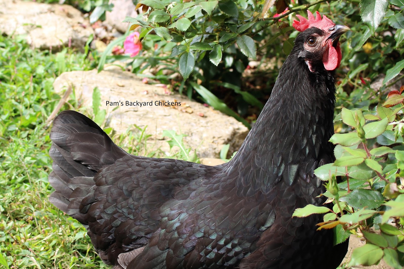 Pam's Backyard Chickens: A Guide to Cold-Hardy Chicken Breeds