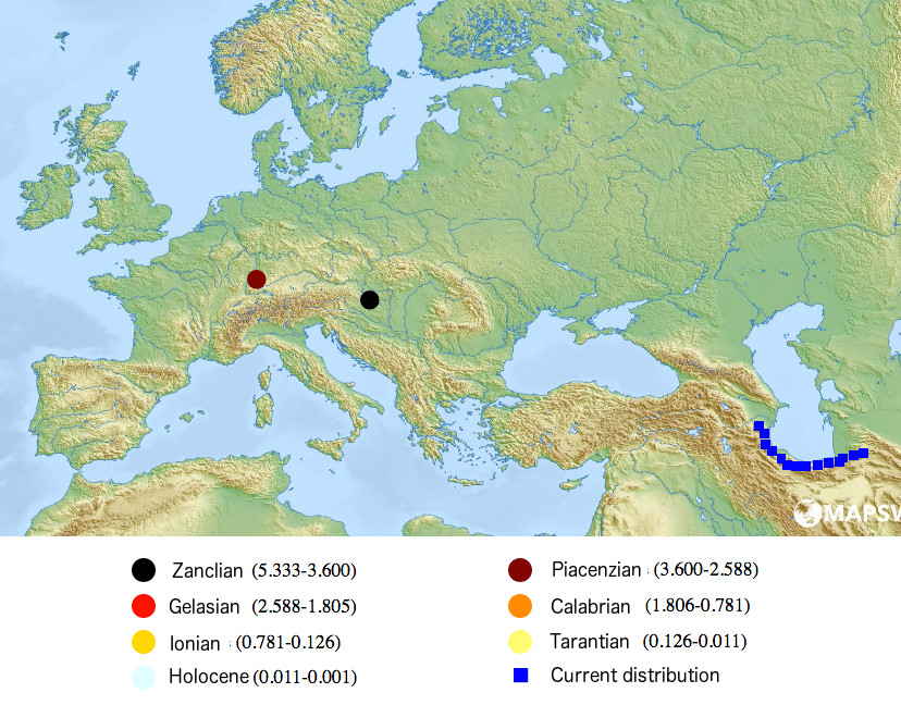 Chronicles of a changing world: Paleo-autochtonous species (3): Gleditsia