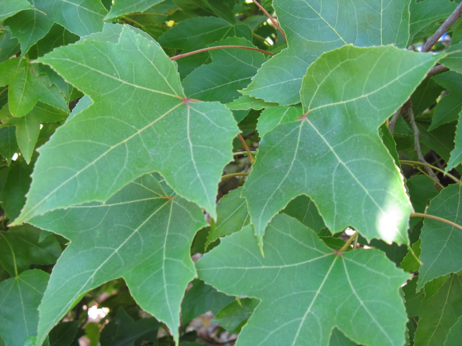 Trees of Santa Cruz County: Liquidambar formosana - Chinese or Formosan ...