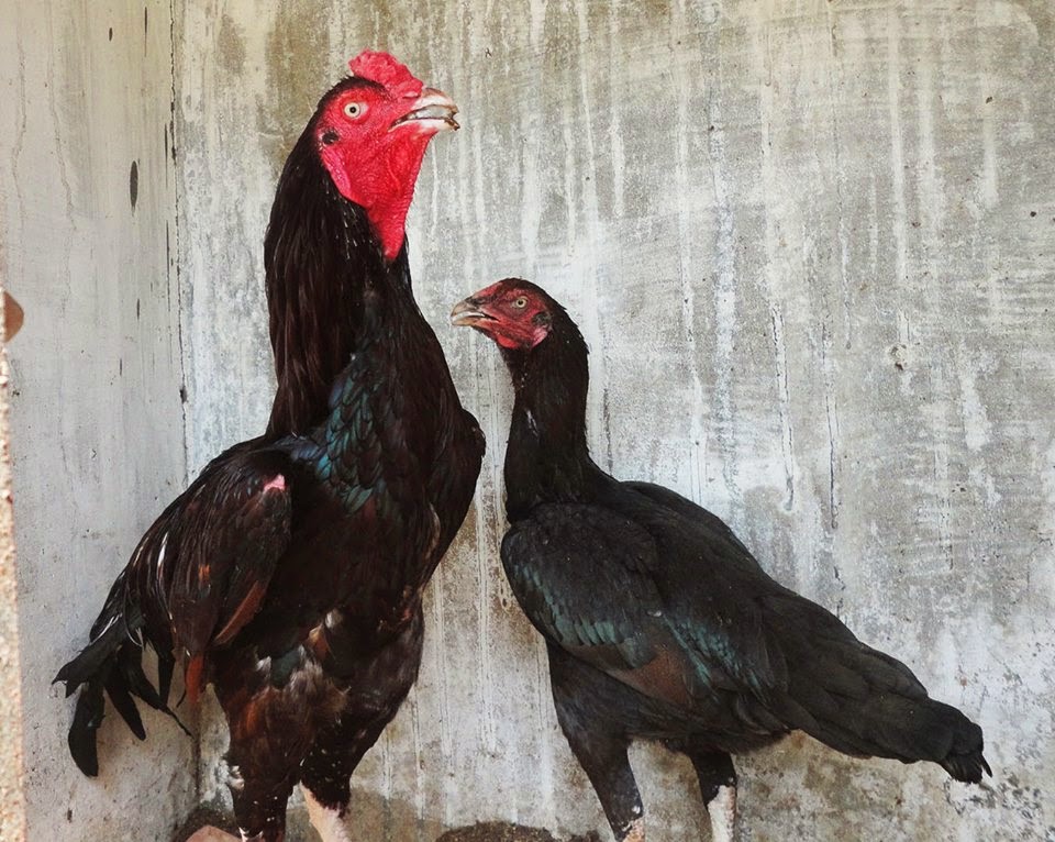 July 2014 ~ Pakistani Aseel Photos