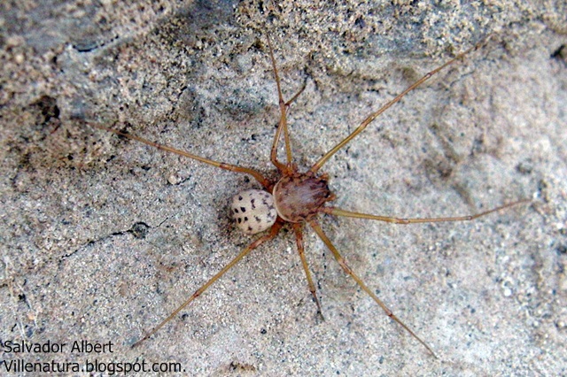 VILLENATURA: Scytodes univittata