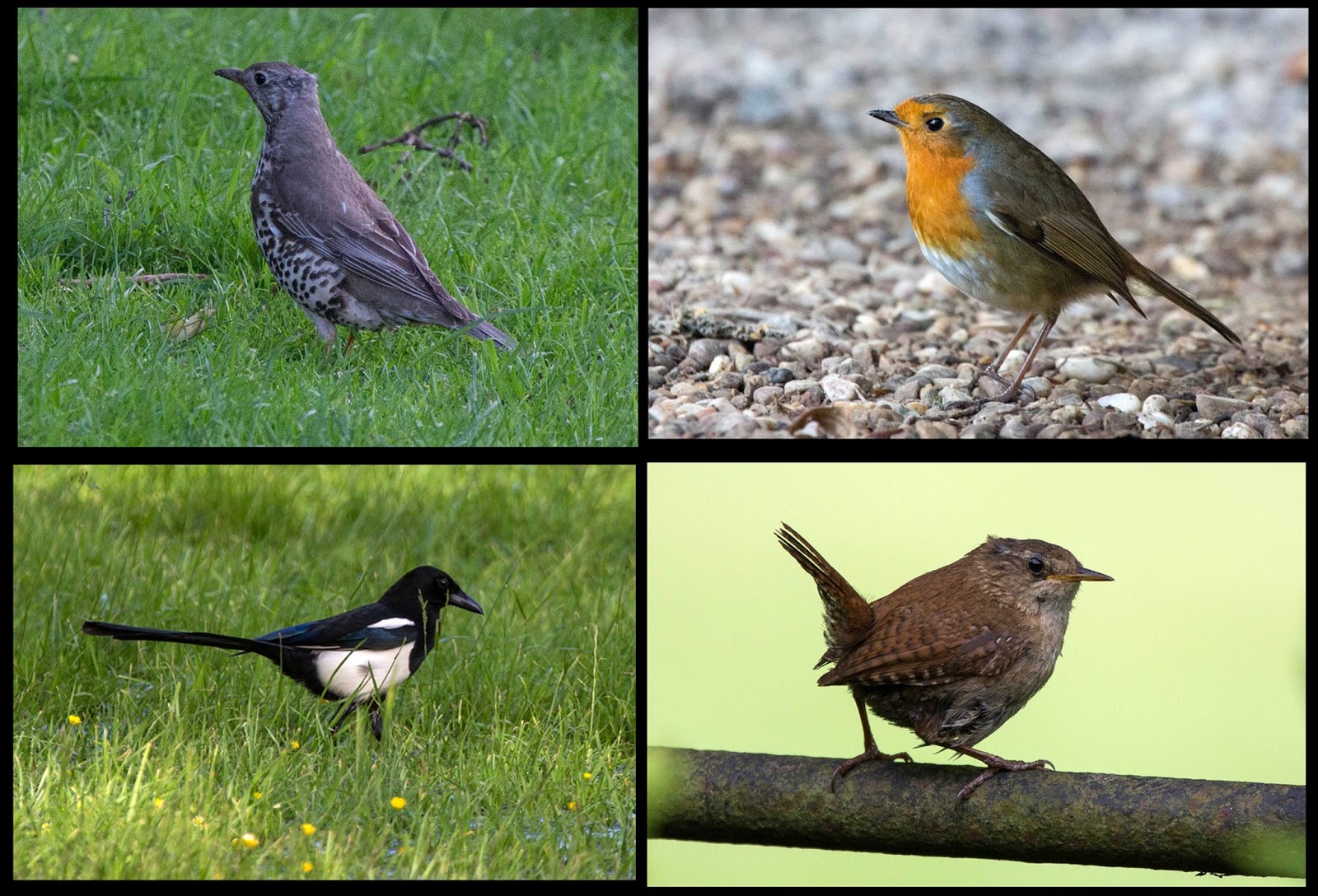 Escapes and Photography: The Animals of Charlecote Park - My very own ...