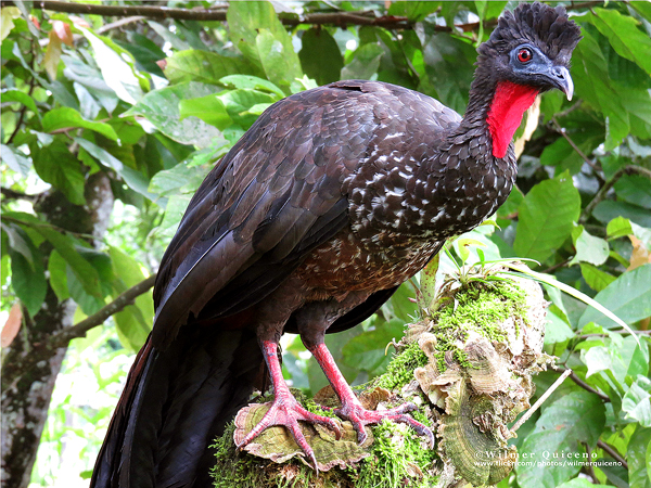 Bellas Aves de El Salvador: Penelope purpurascens(pava moñuda ...