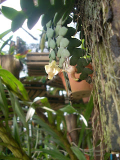 orchid69: Dendrobium Leonis