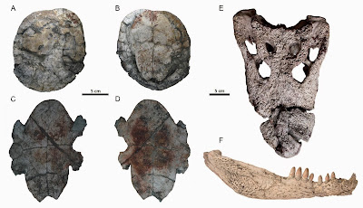 Paleontología y Evolución en la UCM: Próxima estación: Parque Cretácico ...