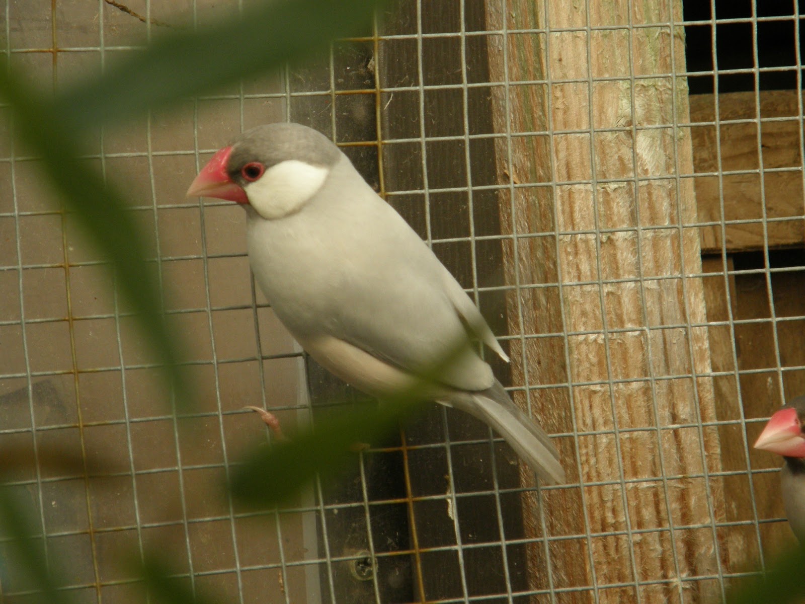 Volière 02 - Les paddas