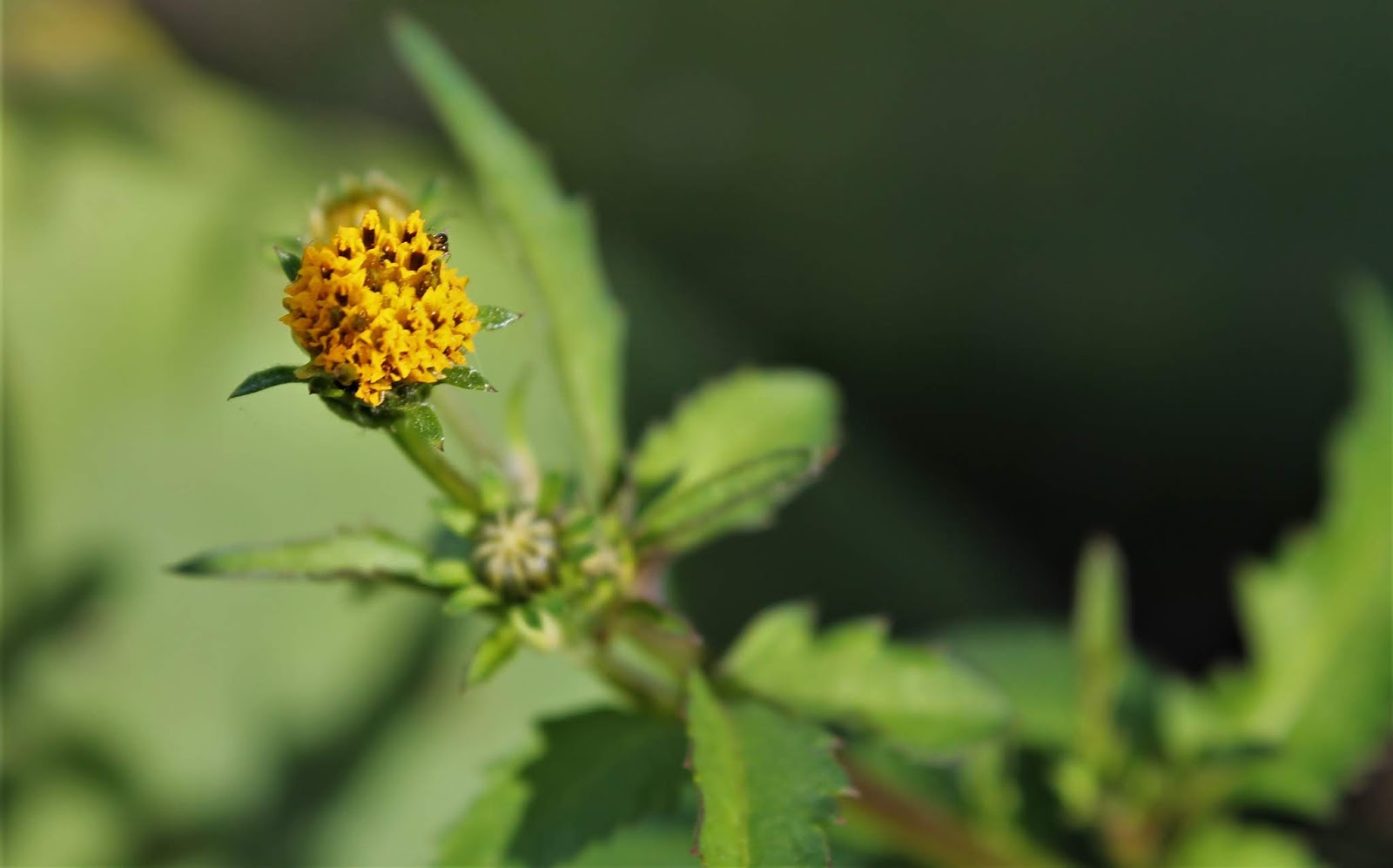 Bidens pilosa L. Amor seco, Brujilla.