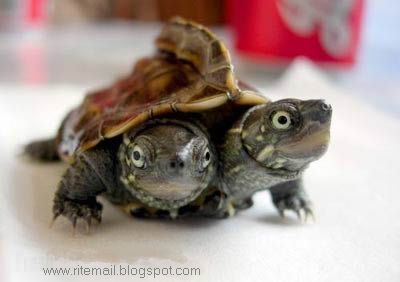 Top World News: Two Headed Turtle