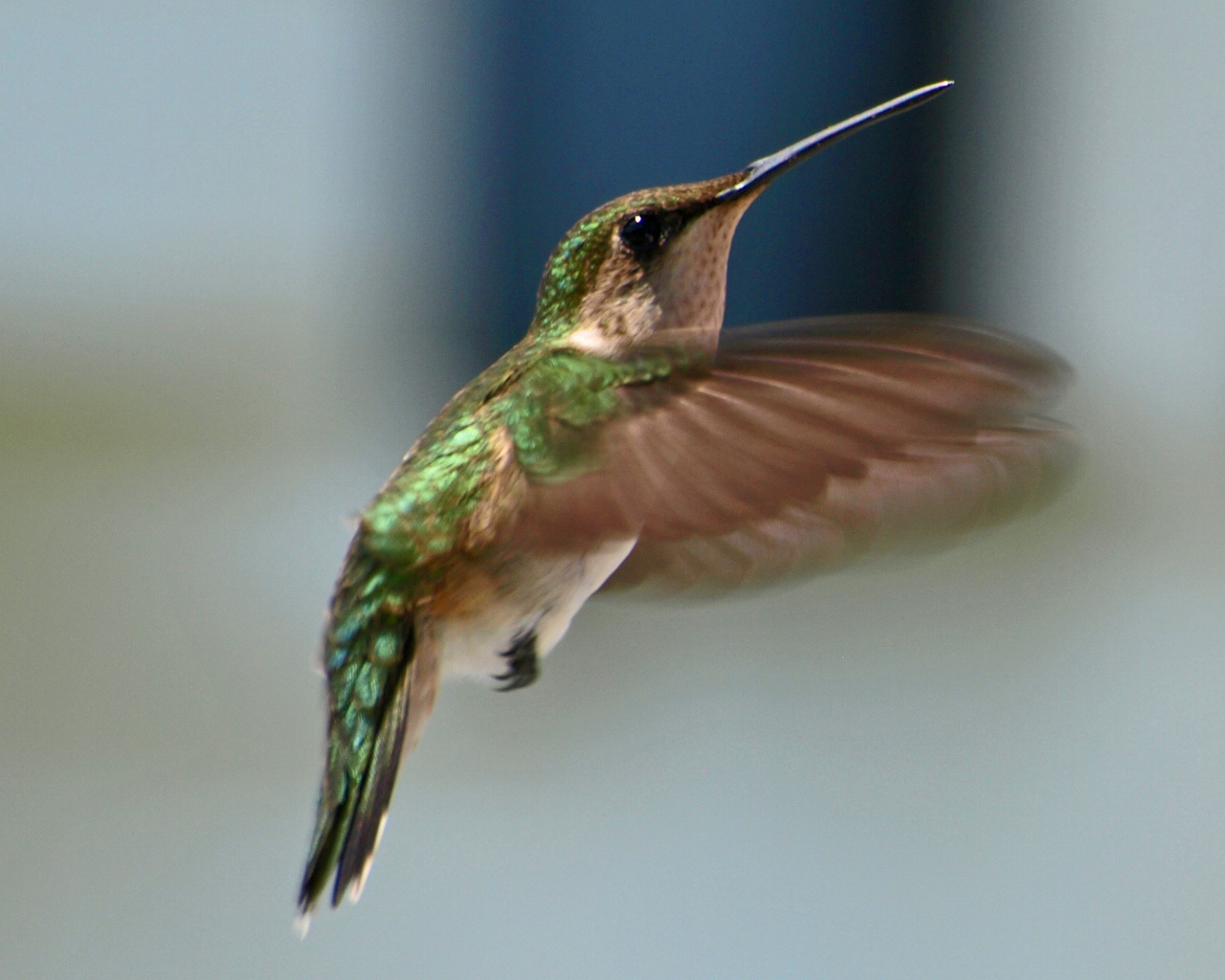 Prufrock's Dilemma: Birds Have Their Seasons