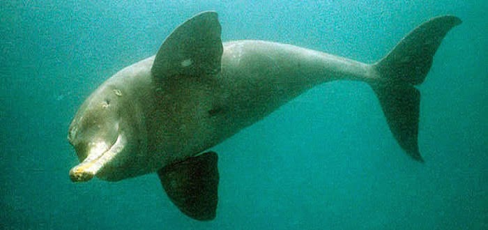 Places to visit in Bihar: Vikramshila Gangetic Dolphin Sanctuary ...