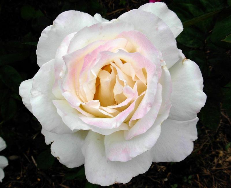 Coming Up Roses: Expert Rose Advice from Witherspoon Rose Culture ...