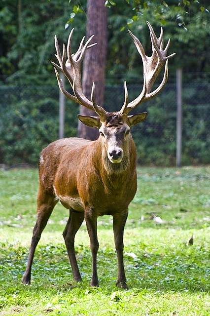 quaderni di ecologia: Il cervo nobile