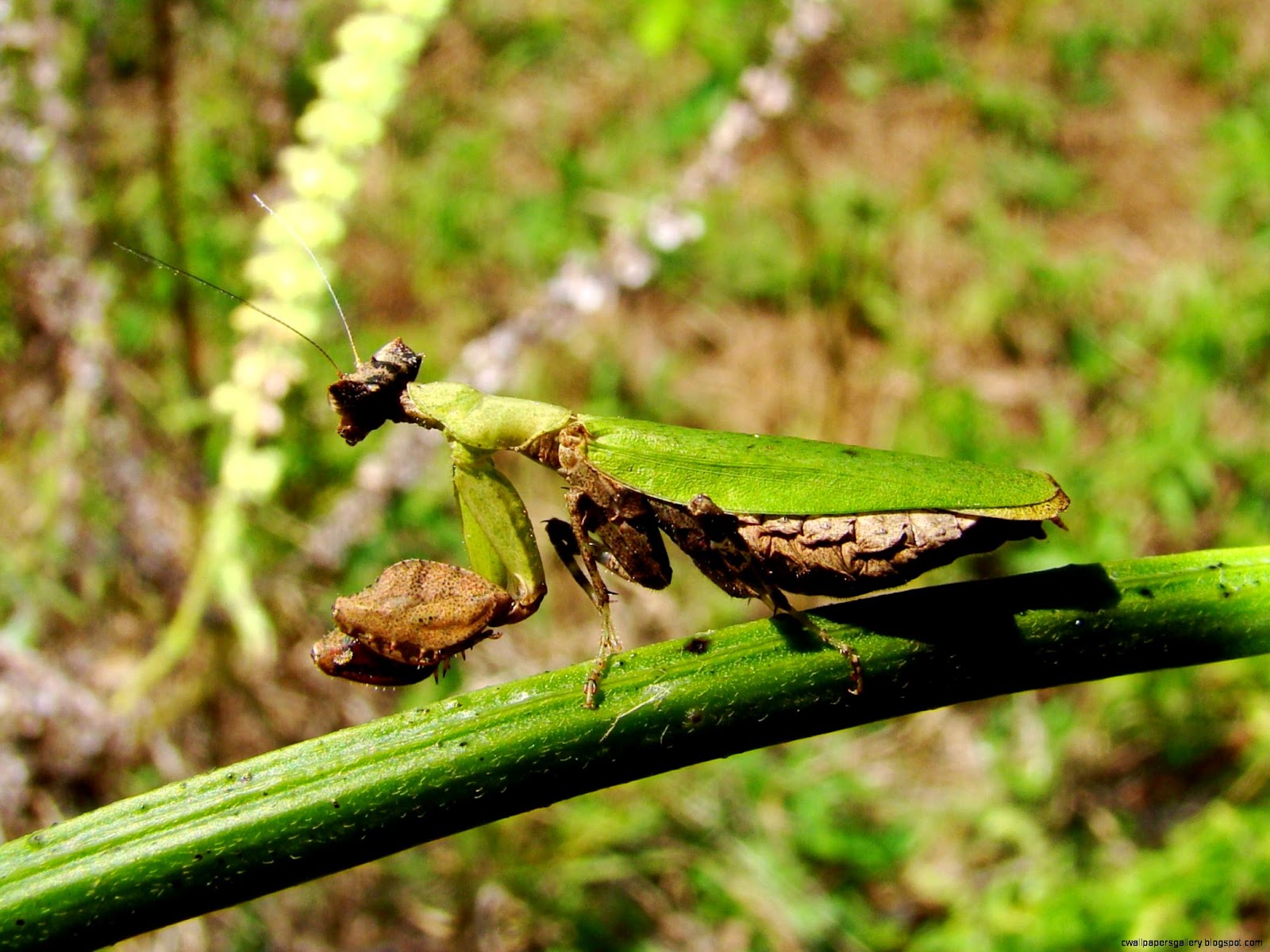 Brown Praying Mantis | Wallpapers Gallery