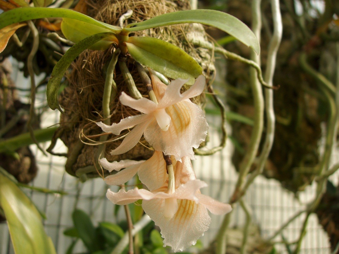 Eurychone galeandrae orchid plant care and culture | Travaldo's blog