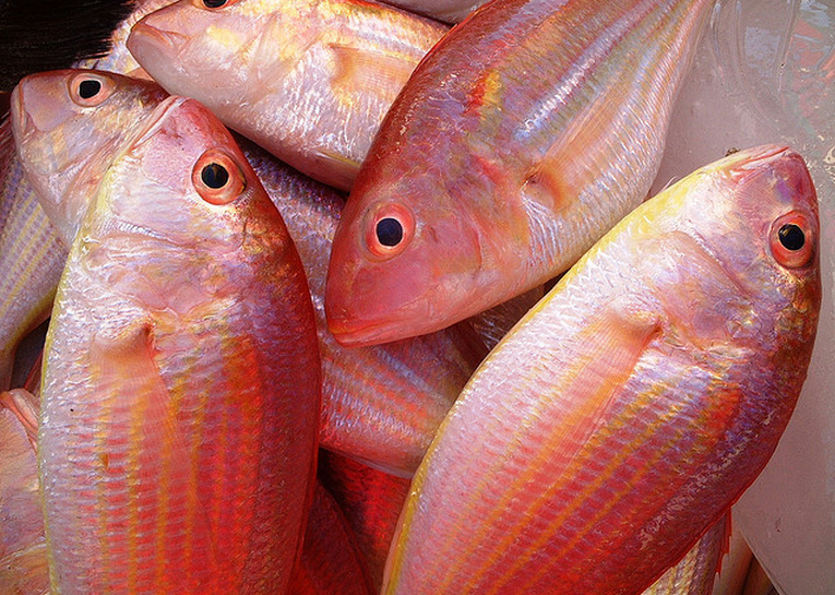 Makulit Na Diwa Ni Papa Denz: Ang "PINANGAT NA ISDA" bow!