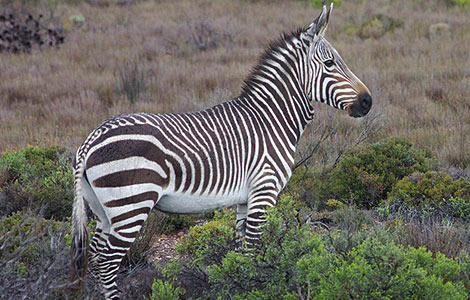 Mountain Zebra | Animal Wildlife