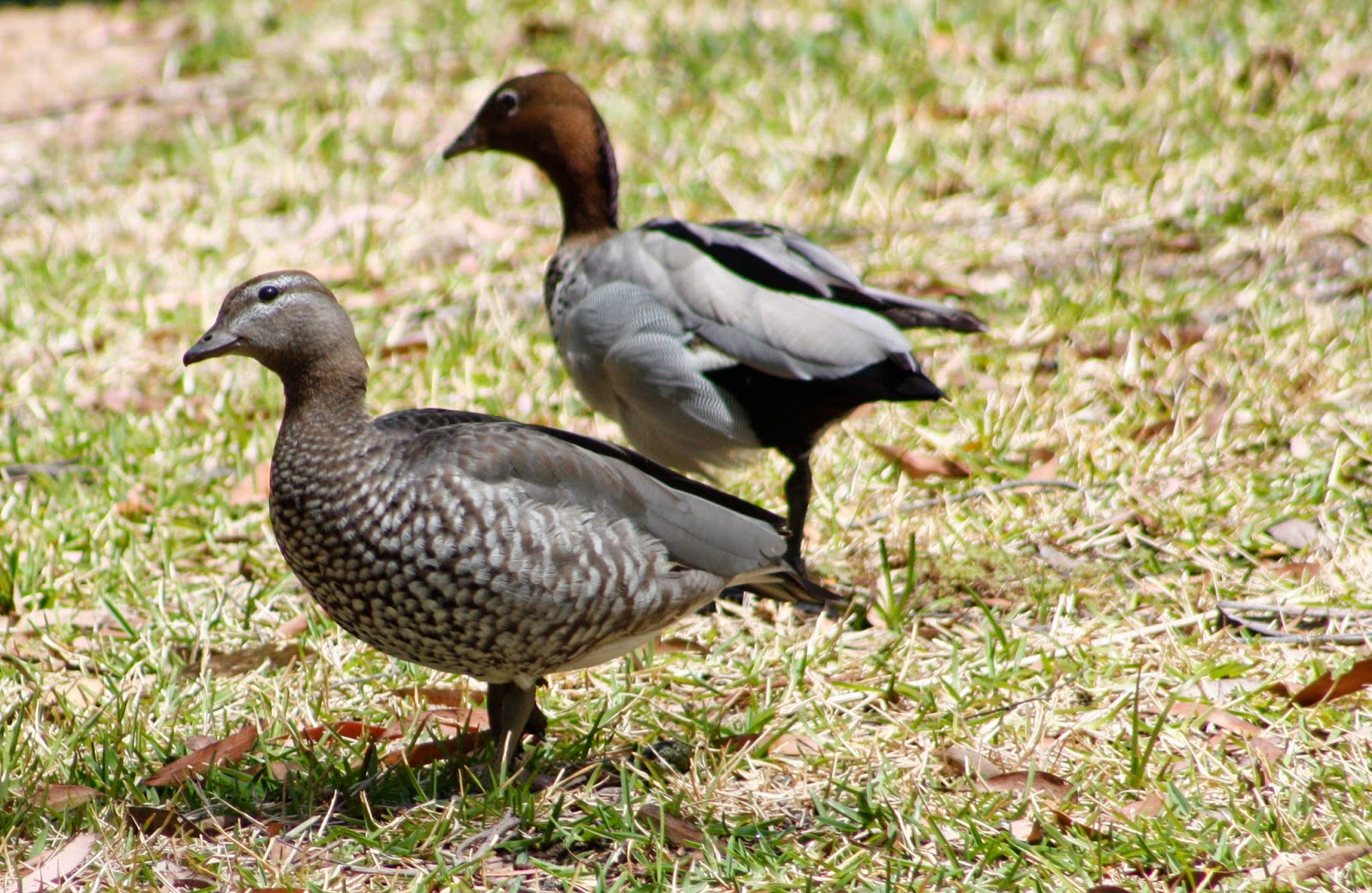 I am a liminal being: STANDING DUCKS