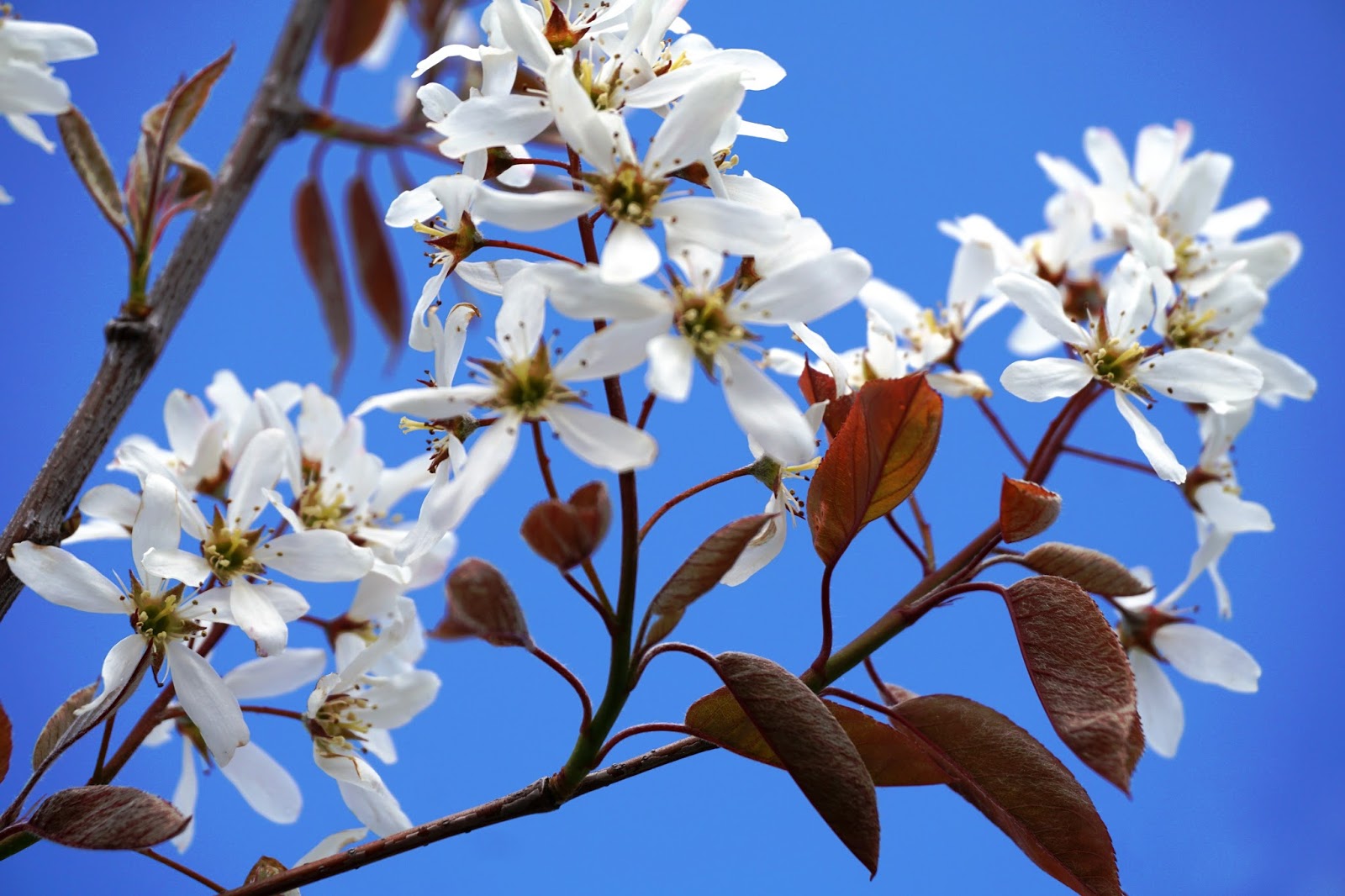 Plantas de Huerta Otea, Salamanca: Bonetero, bonete de cura (Euonymus ...
