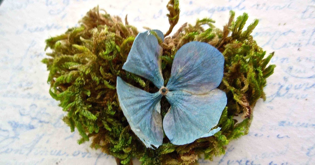 Botanic Bleu: Hydrangeas and French Script