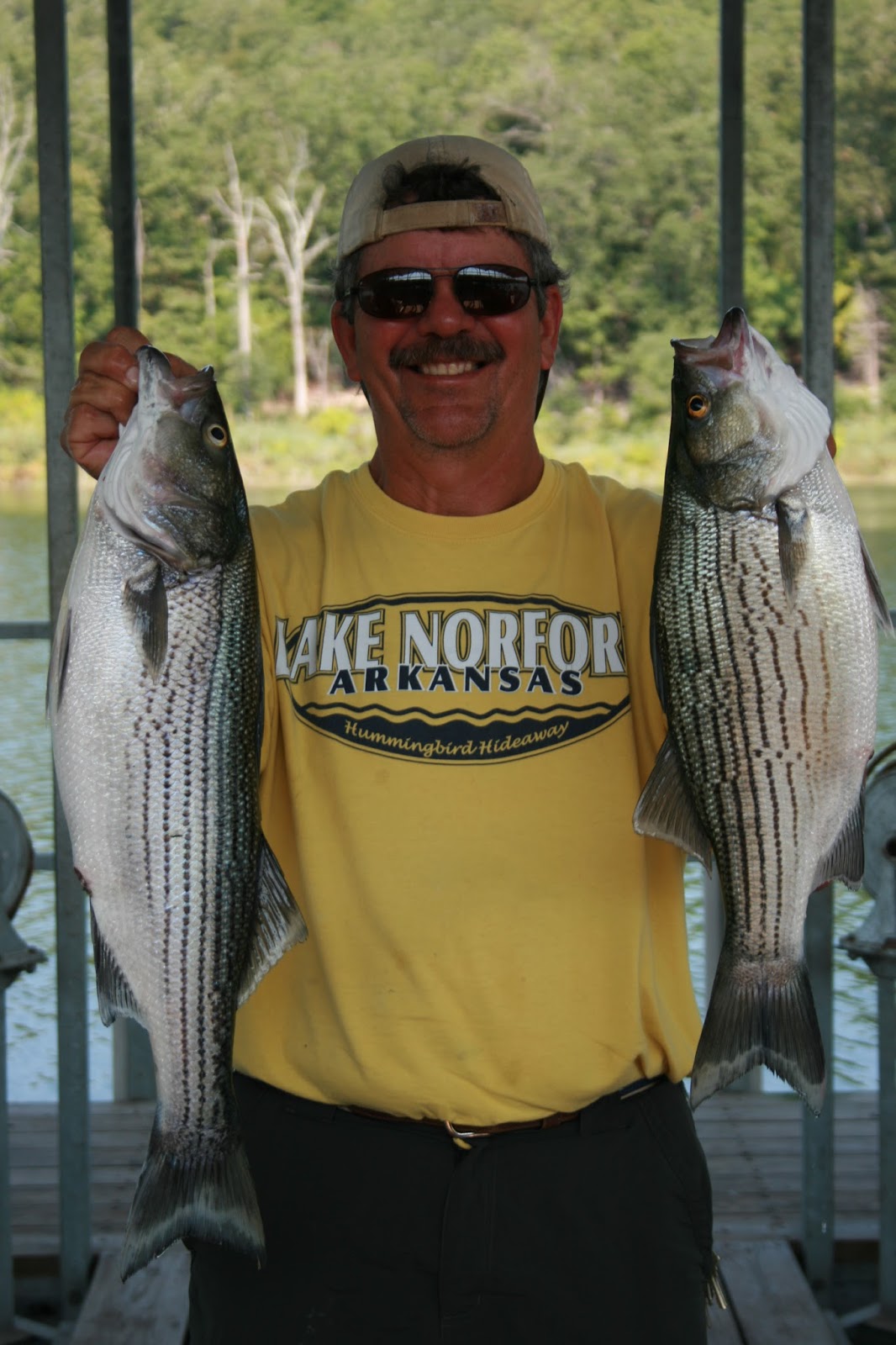 Hummingbird Hideaway Resort on Norfork Lake: Norfork Lake Fishing Report