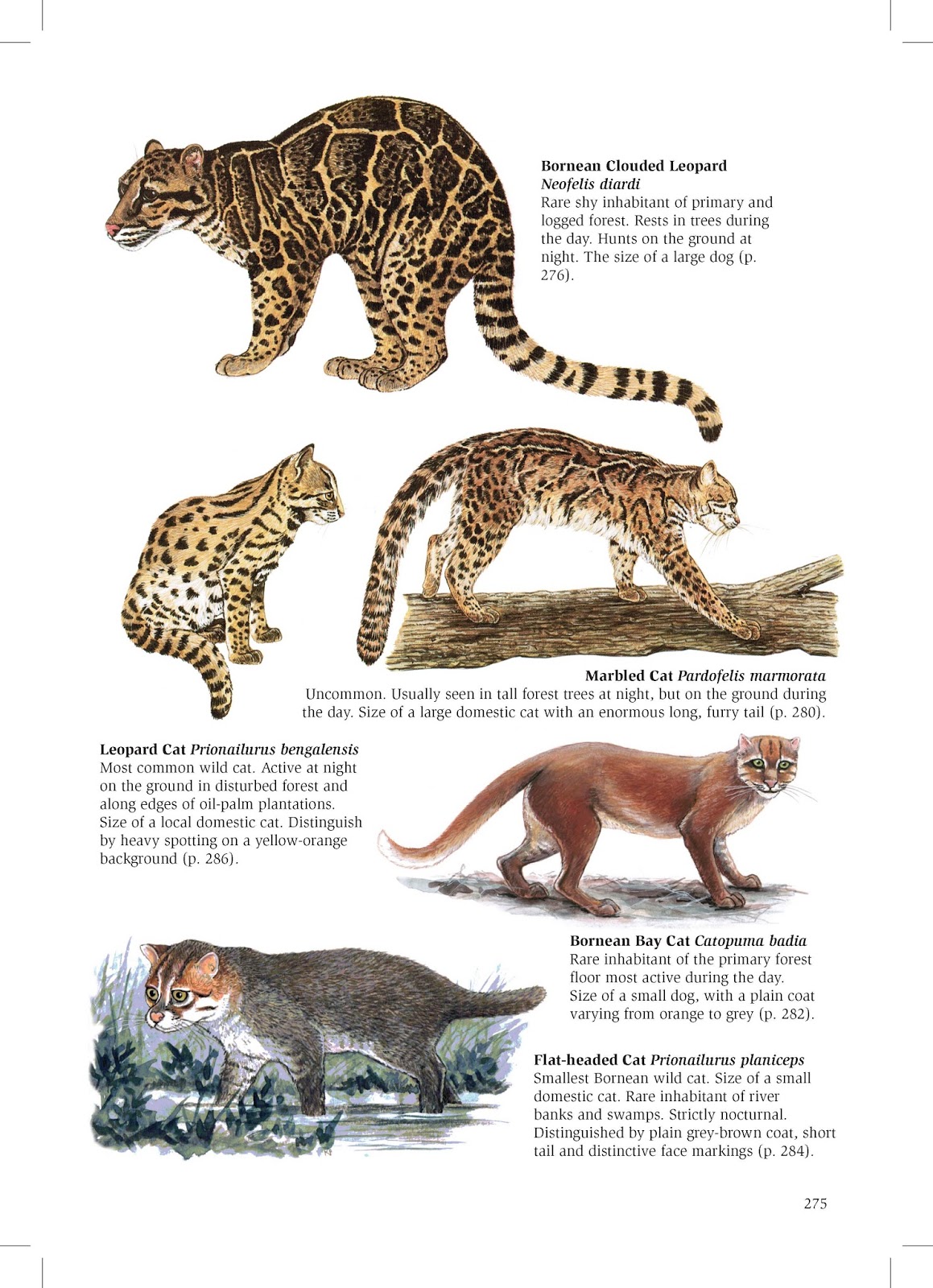 Wildlife and Travel: Book Review: Phillipps' Guide to the Mammals of ...