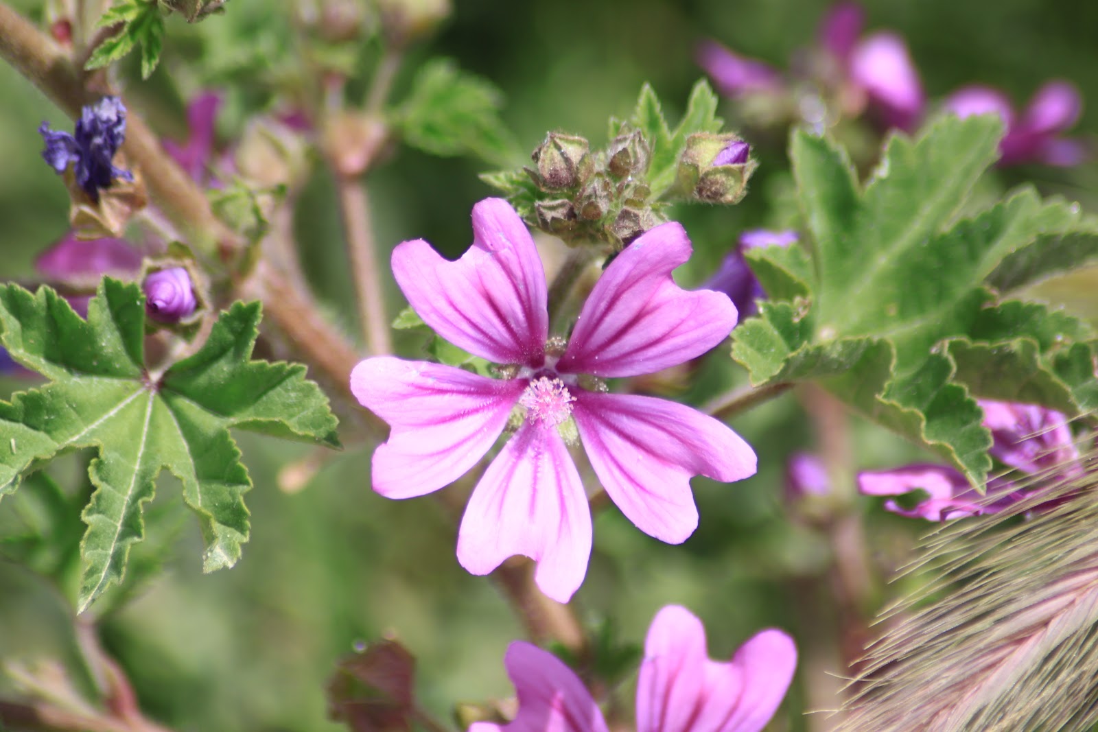 Miradas a través de un visor.: FLORES DE COLOR MALVA
