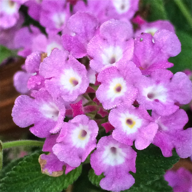 Rustnstuff: Early birds and blossoms….