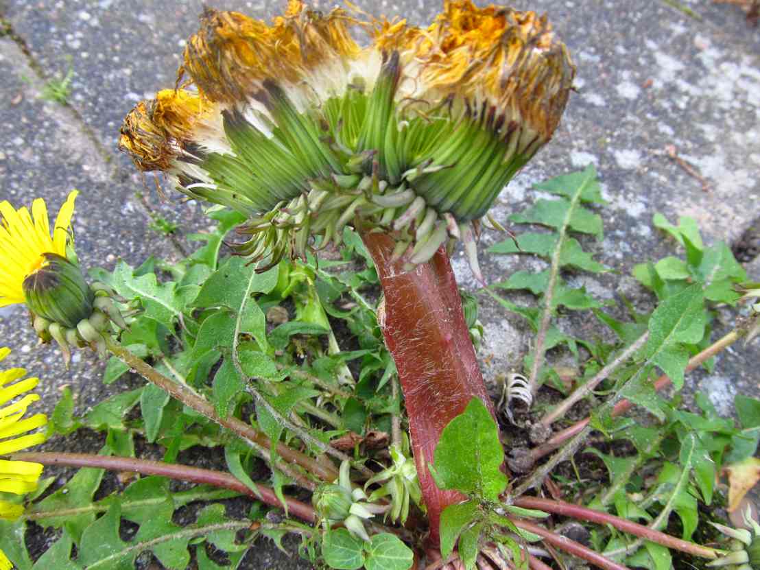 Omnium: Dandelion Tree.