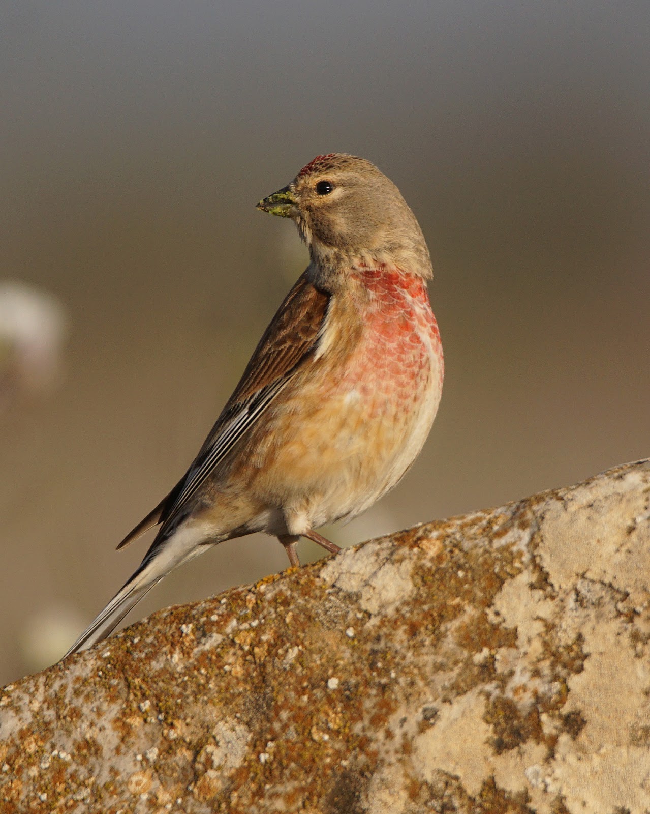 Pasión por las aves: Pardillo común.(Carduelis cannabina)