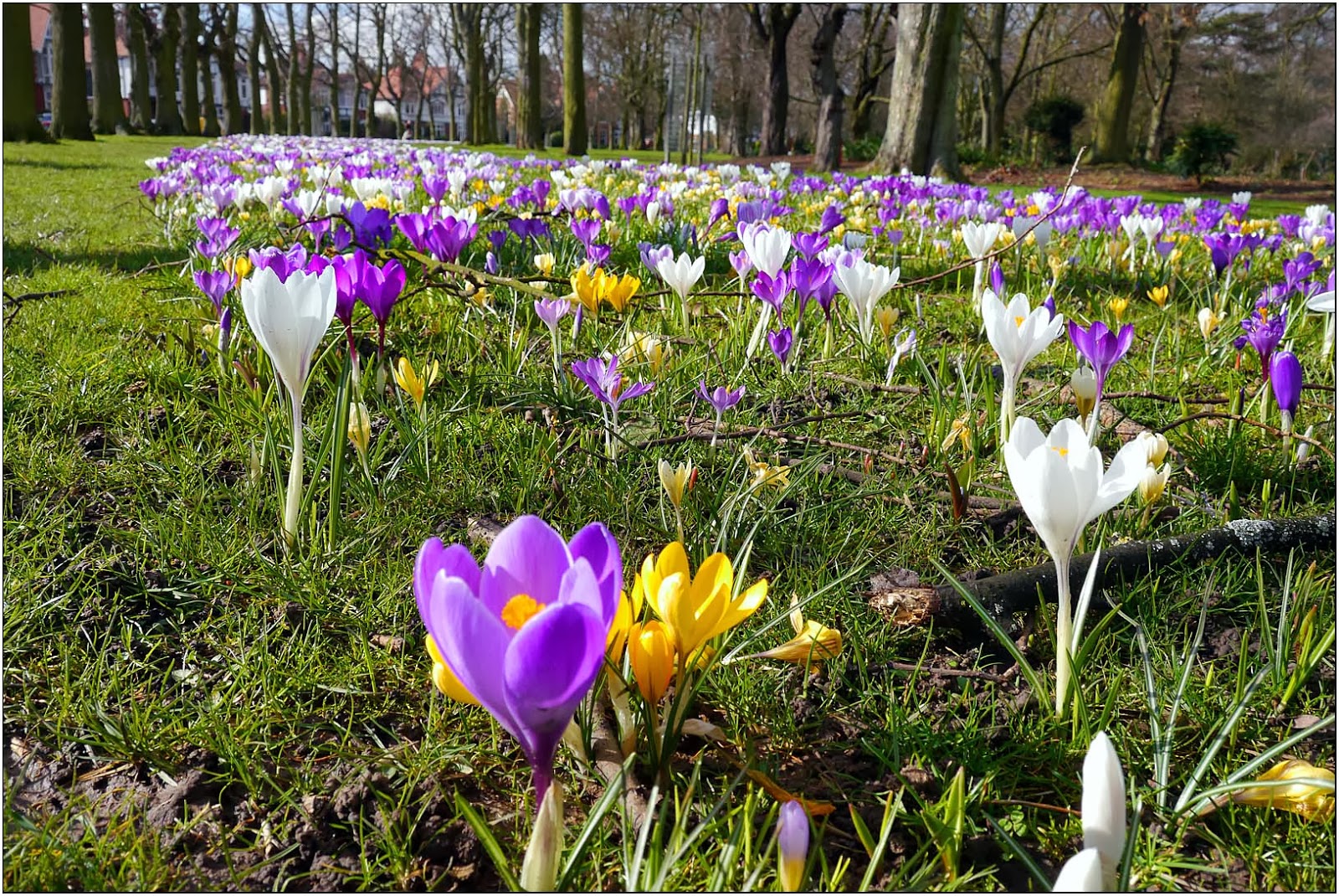 Lincolnshire Cam: Springtime?