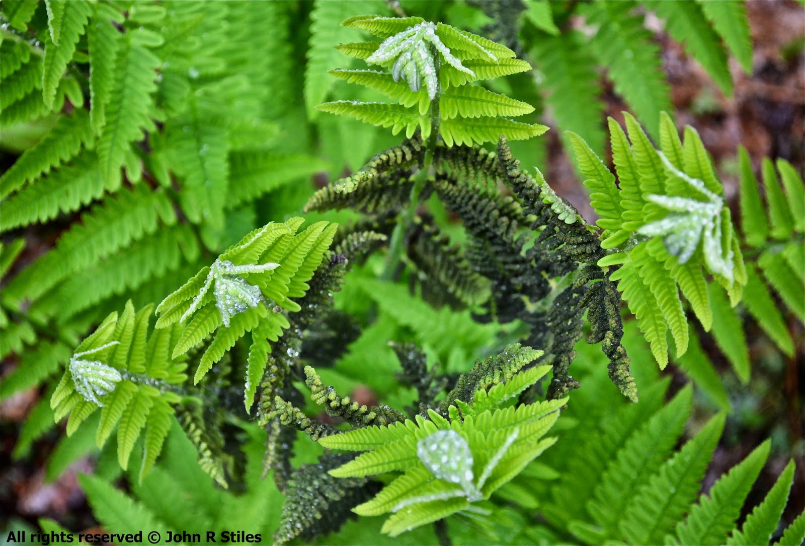 Expat Teacher in Thailand: May 2014